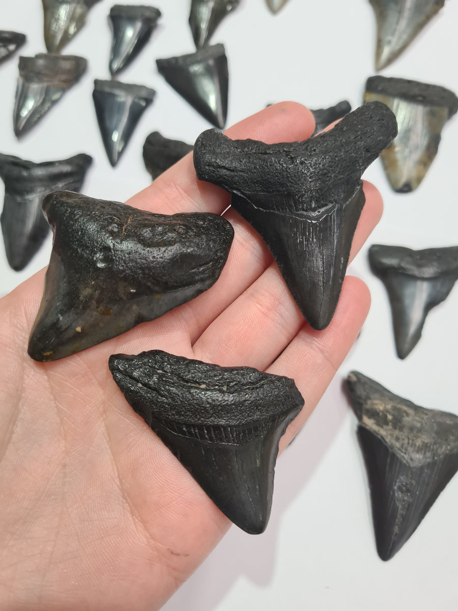 Megalodon Shark Teeth – Aquarius Crystals