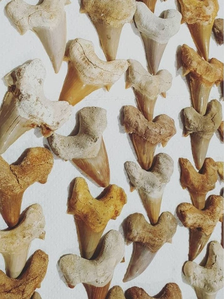 Shark Teeth – Aquarius Crystals